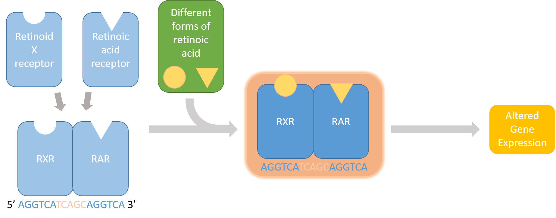 Retinoic Acid, Development, and Motif Finding – The Pathway Not Taken