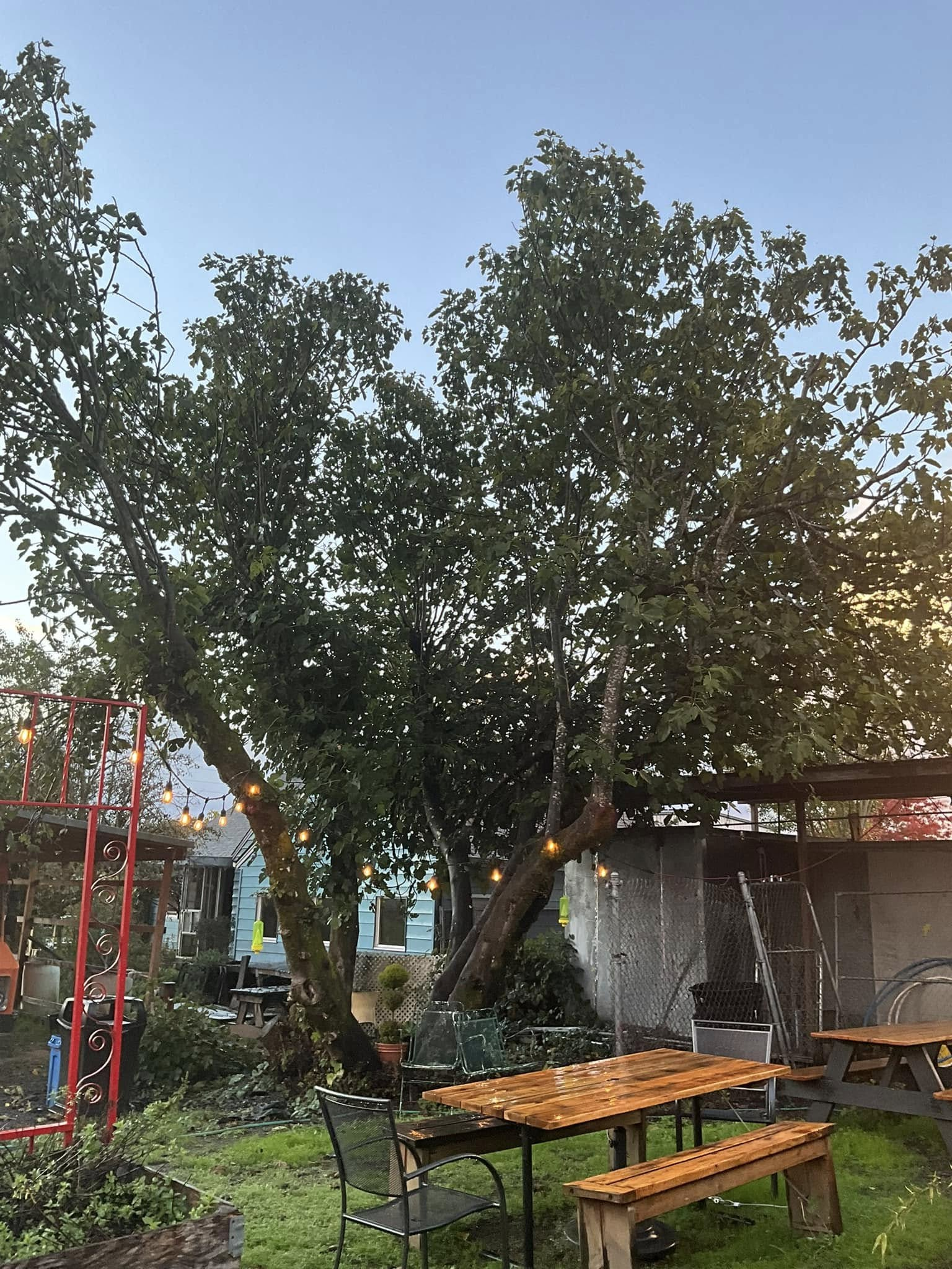 Fig Tales at Reed – The Riffin' Griffin