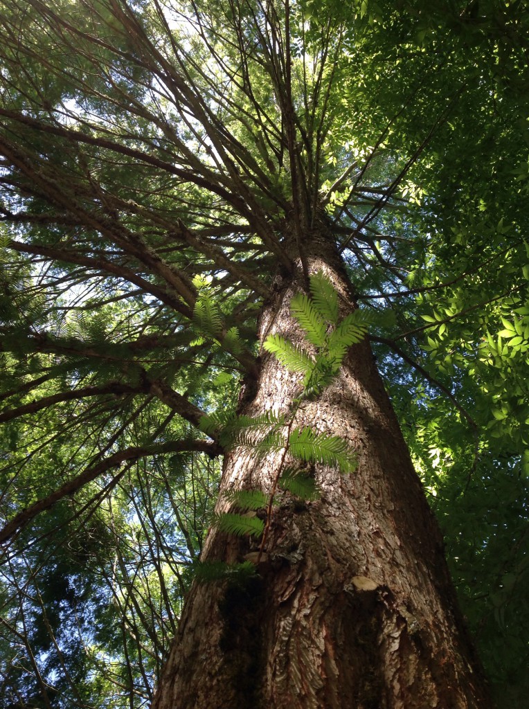 Dawn Redwood | Trees of Reed