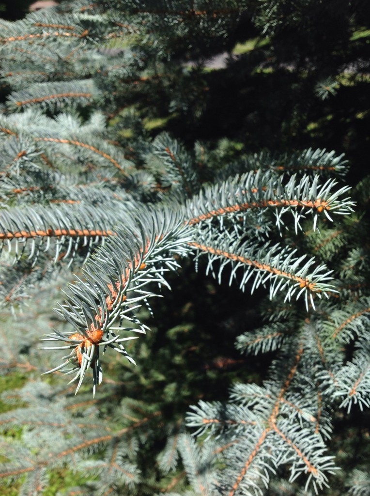 Fat Albert | Trees of Reed