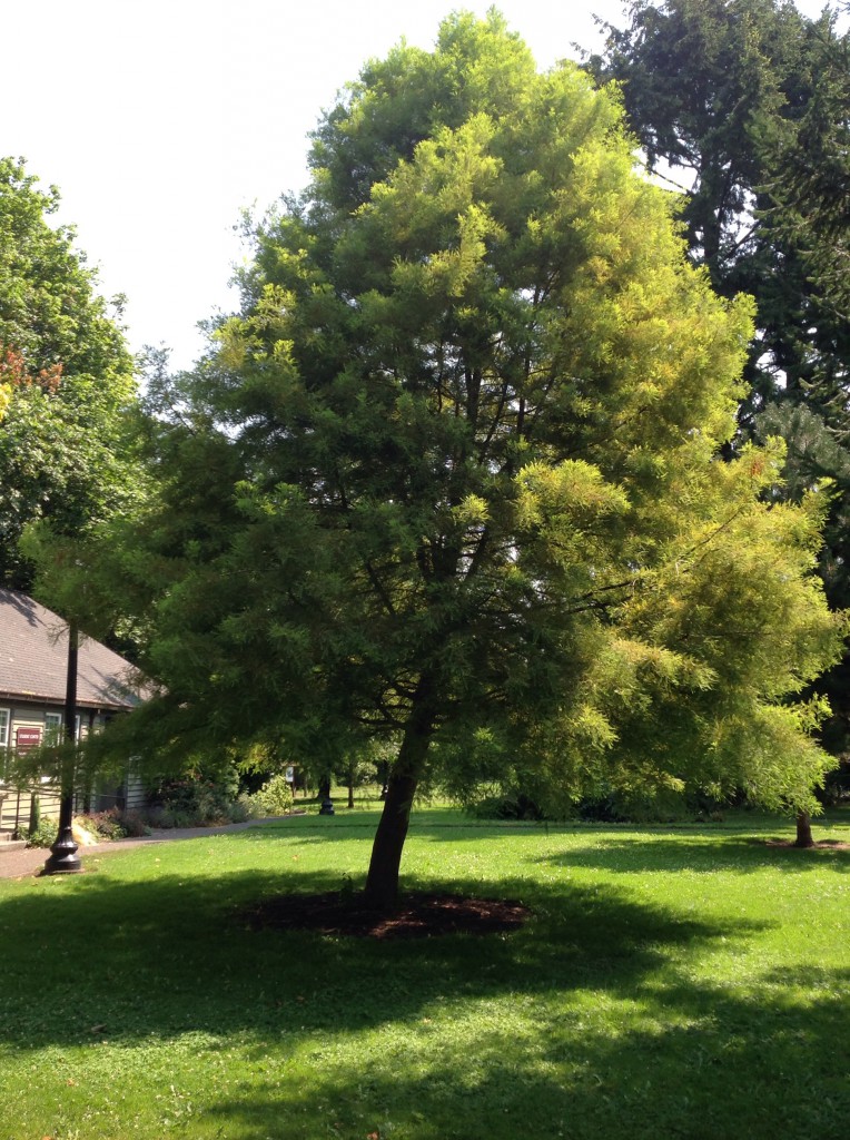 Bald Cypress | Trees of Reed