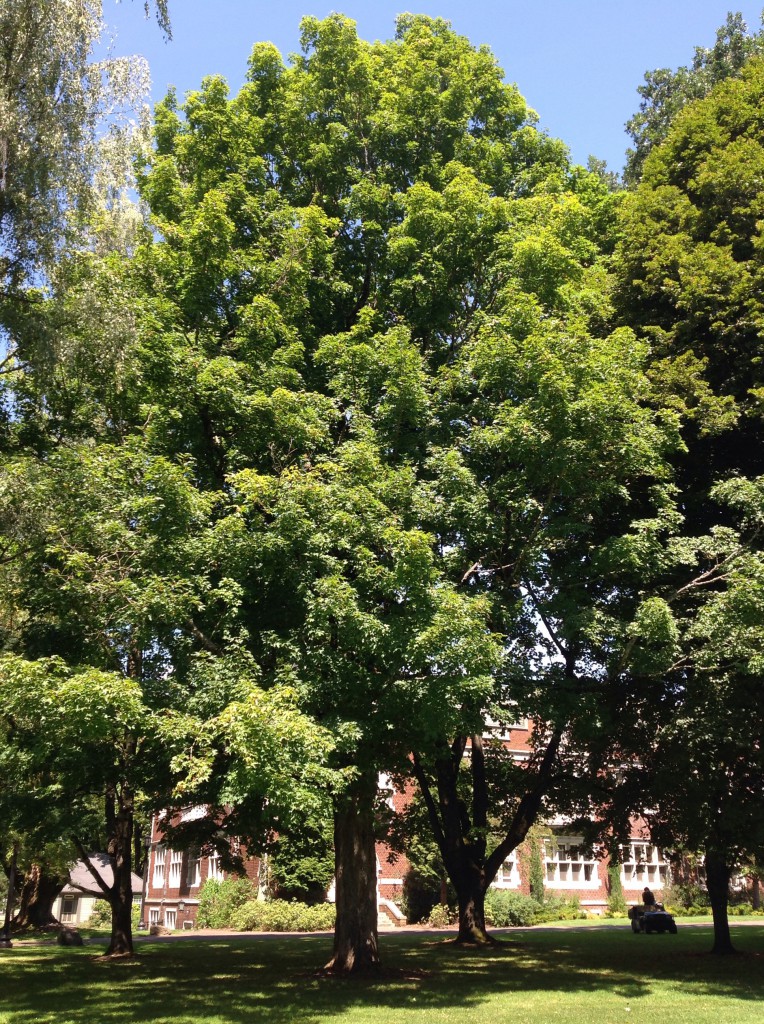 Sugar Maple | Trees of Reed