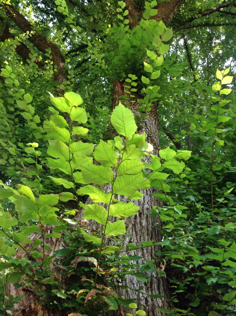 Dutch Elm | Trees of Reed
