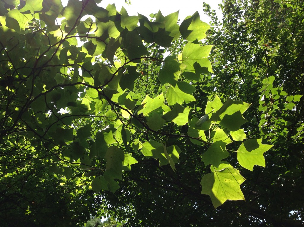Hedge Maple | Trees of Reed