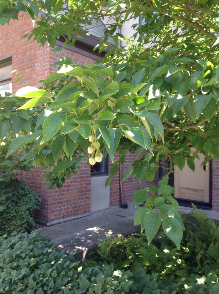 Japanese Snowbell | Trees of Reed