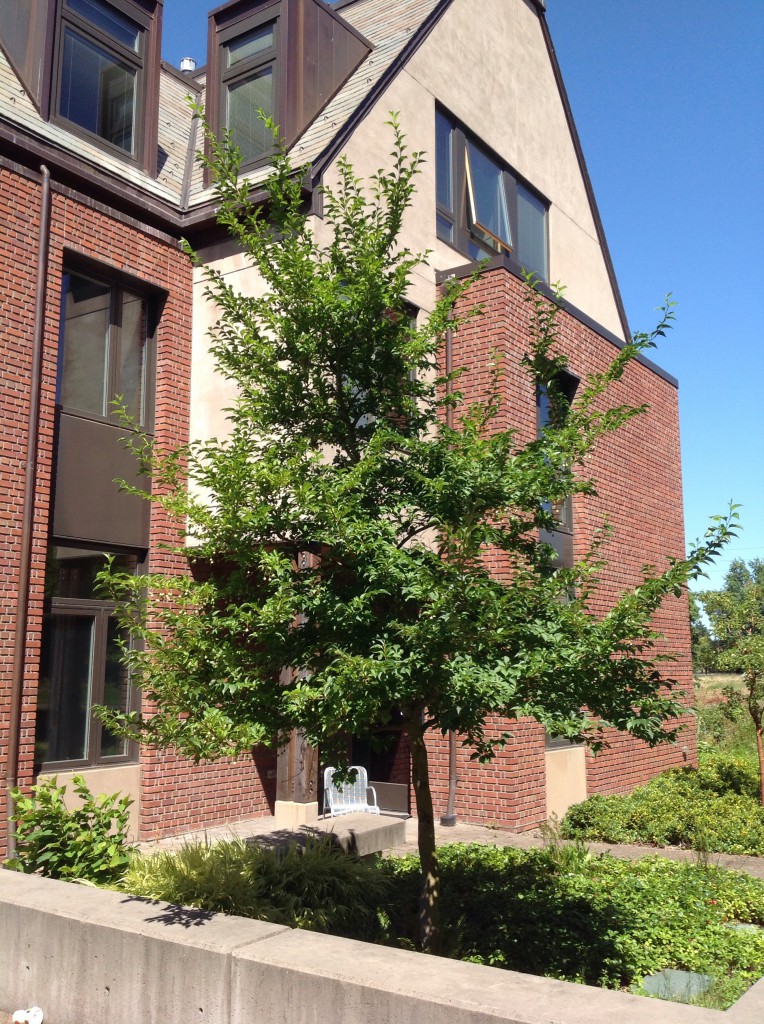 Japanese Snowbell | Trees of Reed