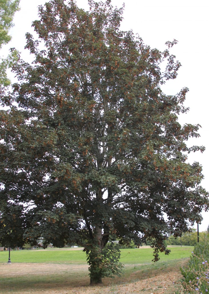 Silver Maple | Trees of Reed