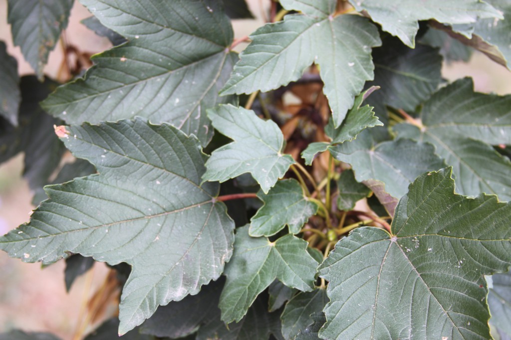 Silver Maple | Trees of Reed