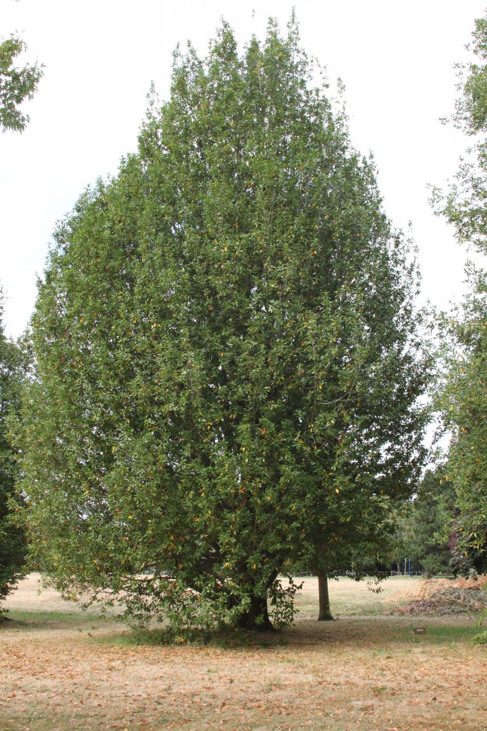 Oregon Myrtle / California Bay | Trees of Reed