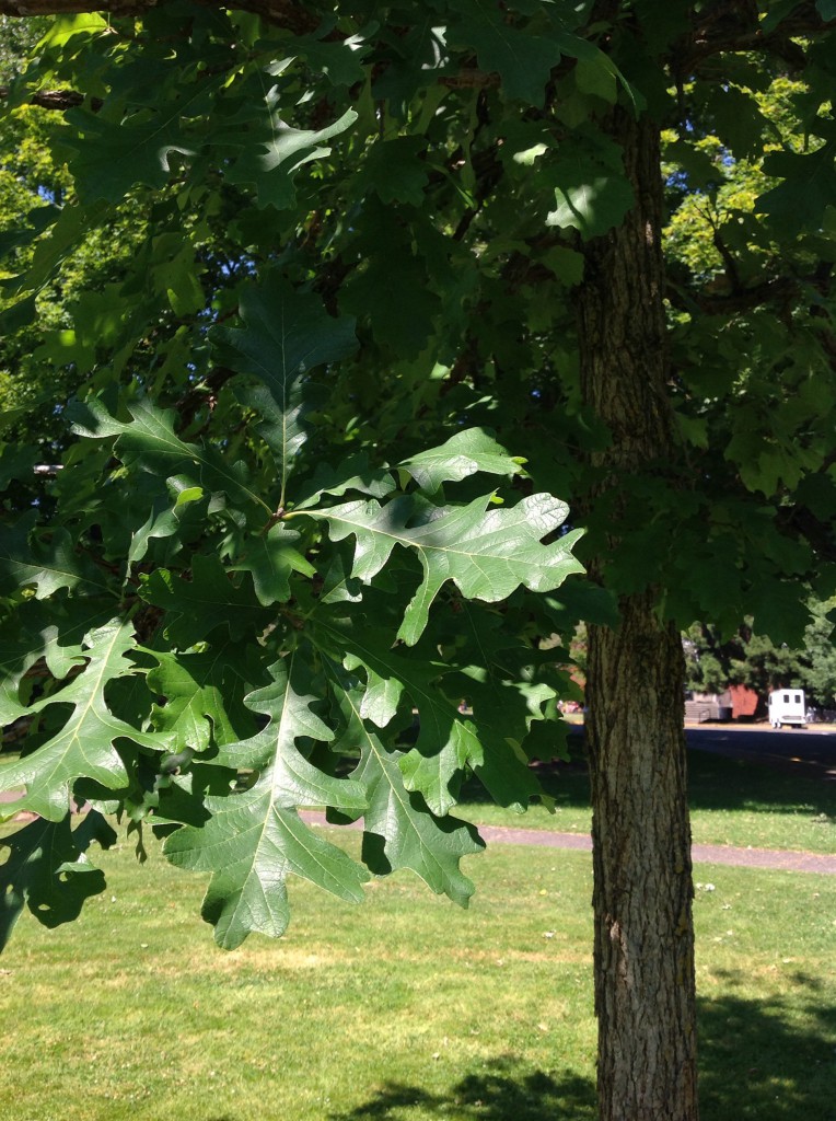 Burr Oak | Trees of Reed