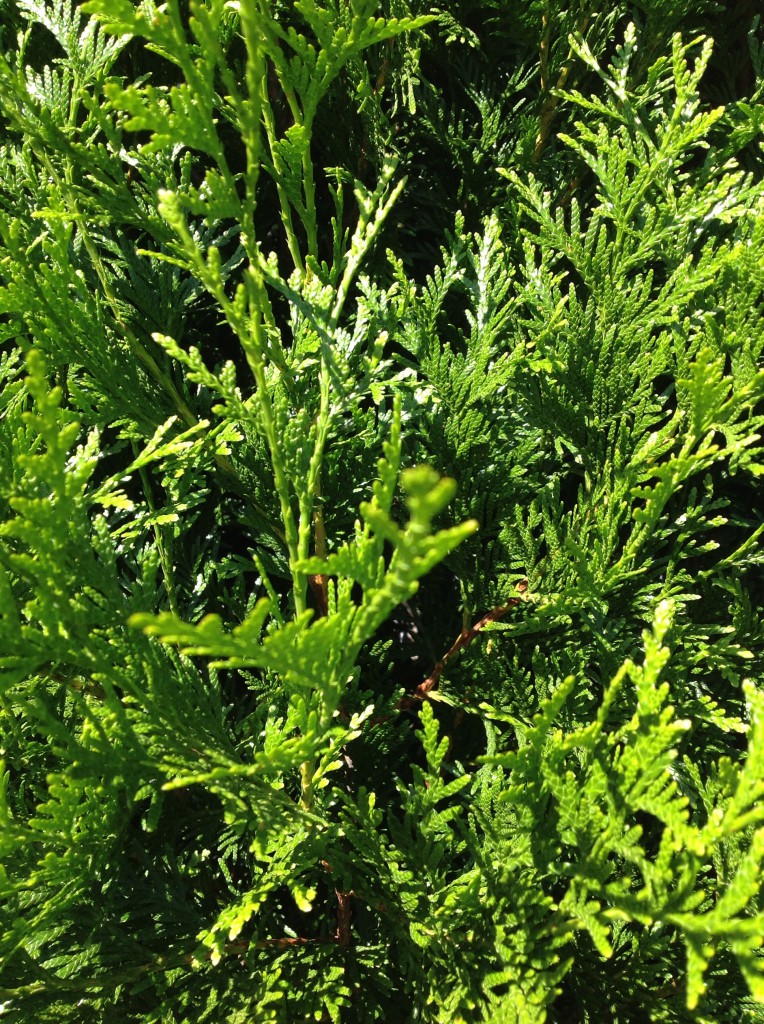Hogan’s Cedar | Trees of Reed