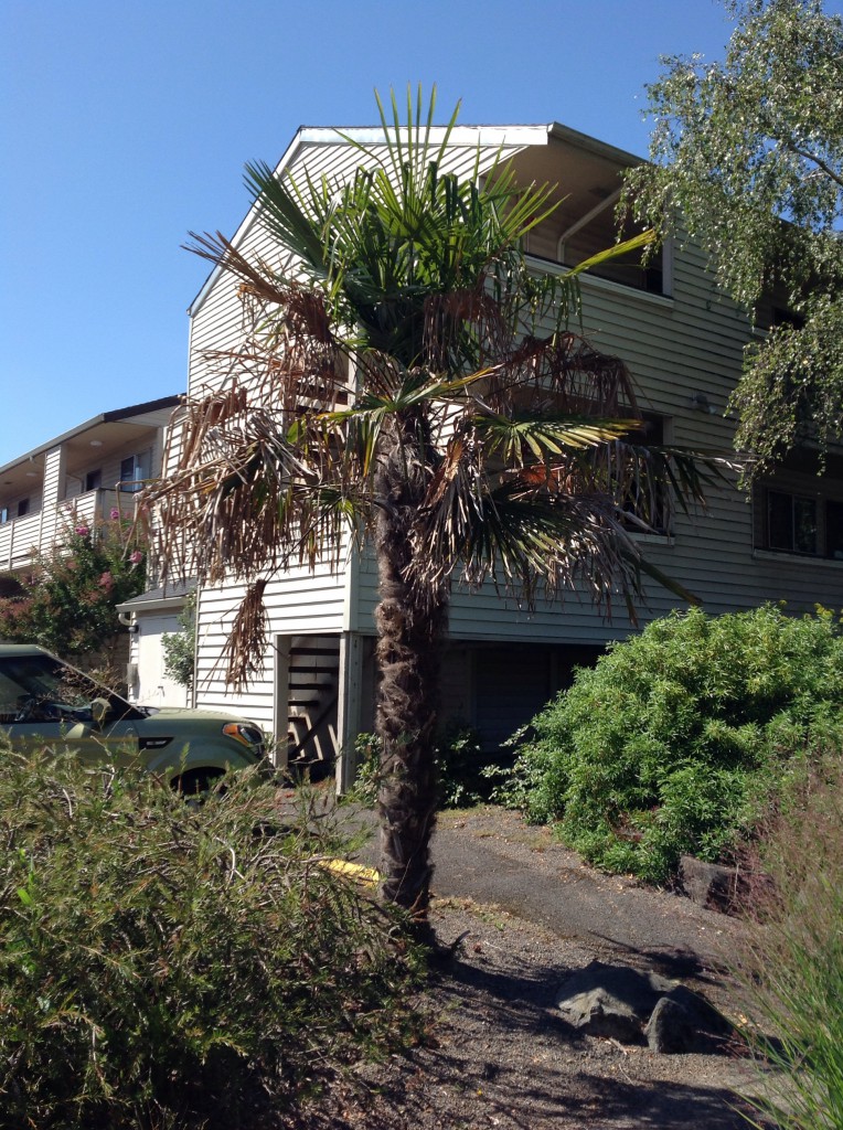 Palm Tree | Trees of Reed